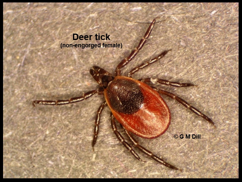 Controlling Ticks | UConn Extension | College of Agriculture, Health ...