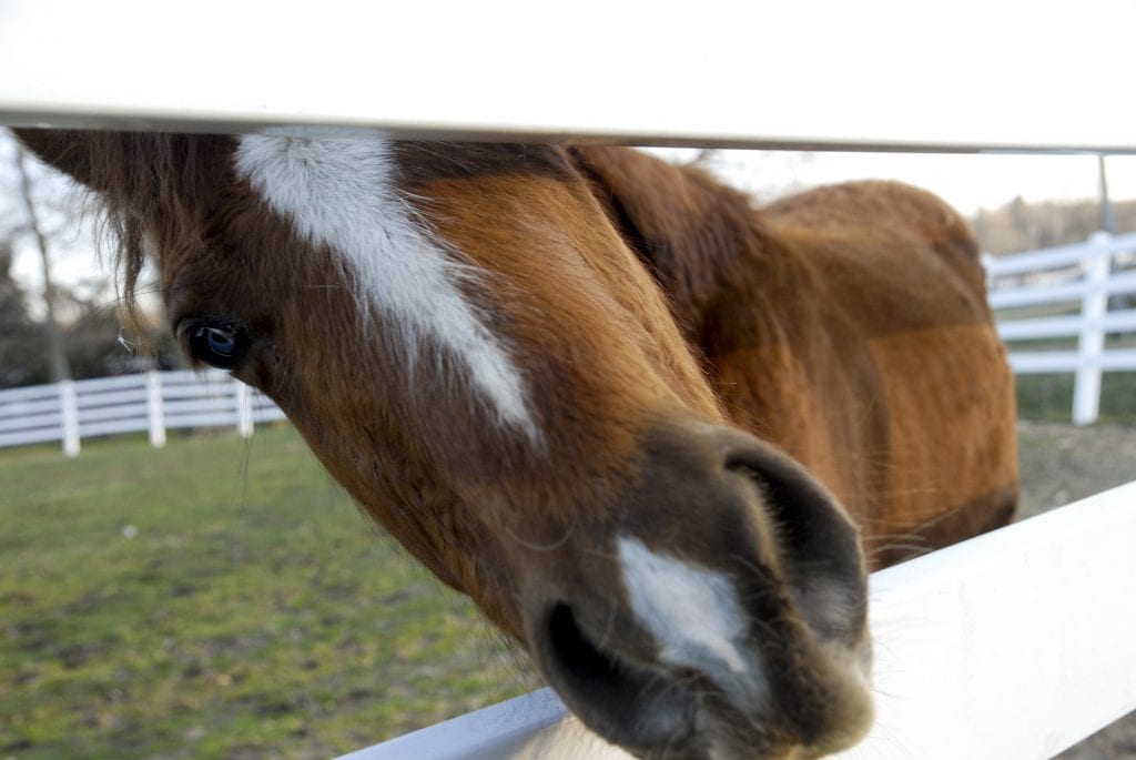 Winter Riding Lessons at UConn Start January 8th | UConn Extension