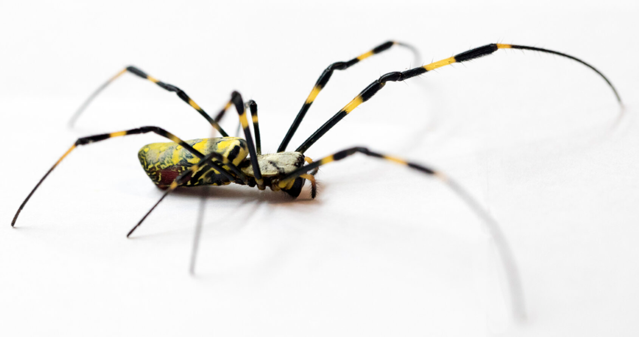 Joro Spider Information | UConn Extension | College of Agriculture ...