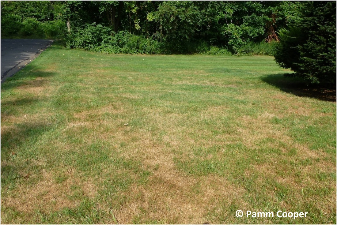 Managing Bentgrass in Home Lawns | UConn Extension | College of ...