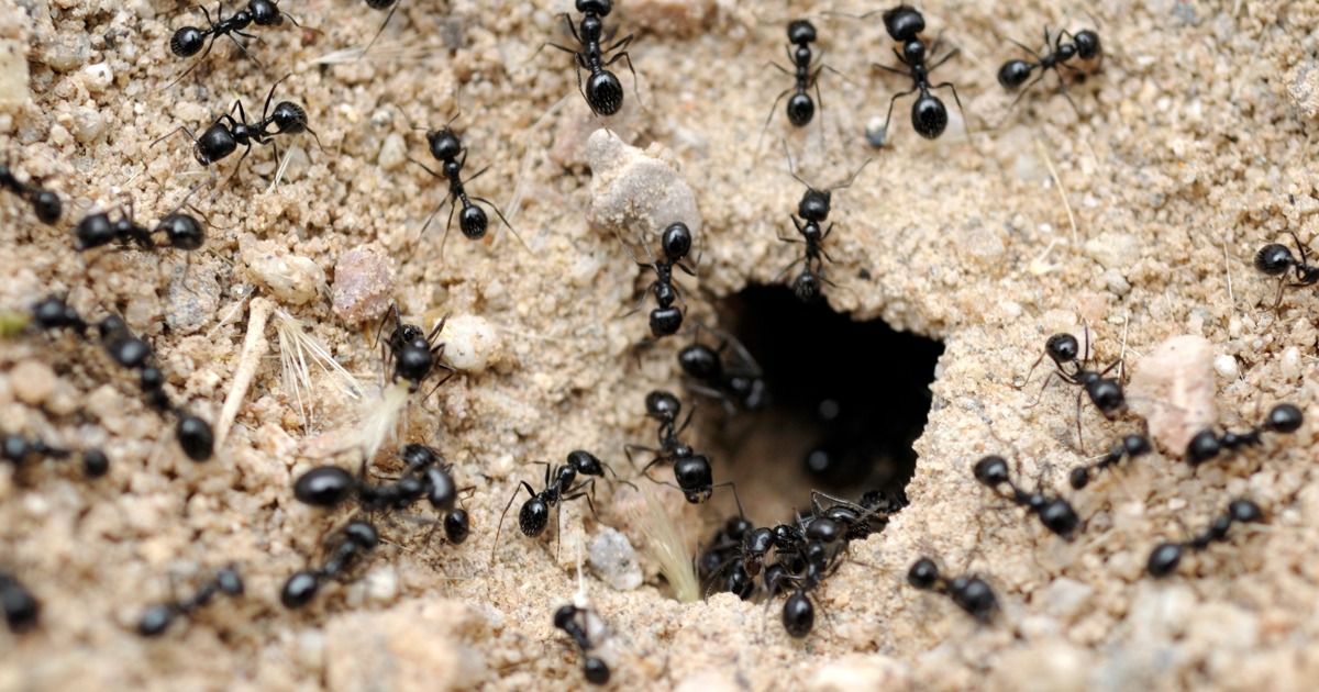 Did You Know? Ants | UConn Extension | College of Agriculture, Health ...