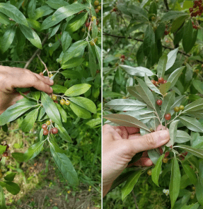 Invasive Plant Factsheet: Autumn Olive (Elaeagnus umbellata) | UConn ...