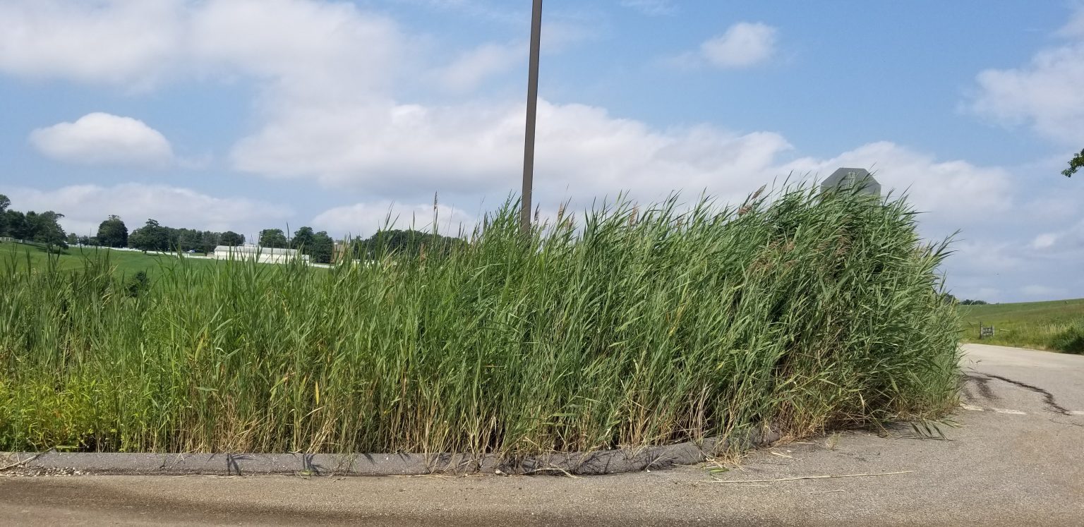 Invasive Plant Factsheet: Common Reed (Phragmites australis) | UConn ...