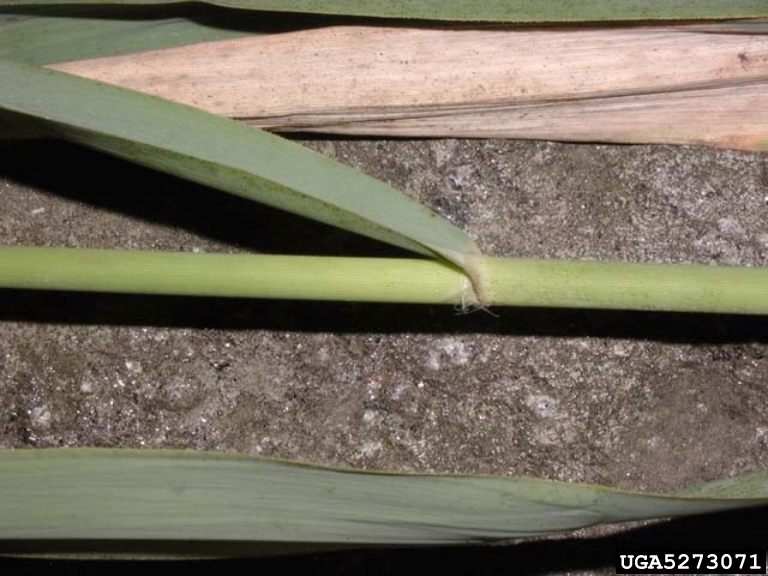 Invasive Plant Factsheet: Common Reed (Phragmites australis) | UConn ...
