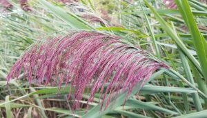 Invasive Plant Factsheet: Common Reed (Phragmites australis) | UConn ...