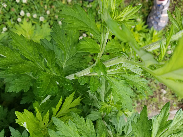 Invasive Plant Factsheet Common mugwort (Artemisia vulgaris) | UConn ...