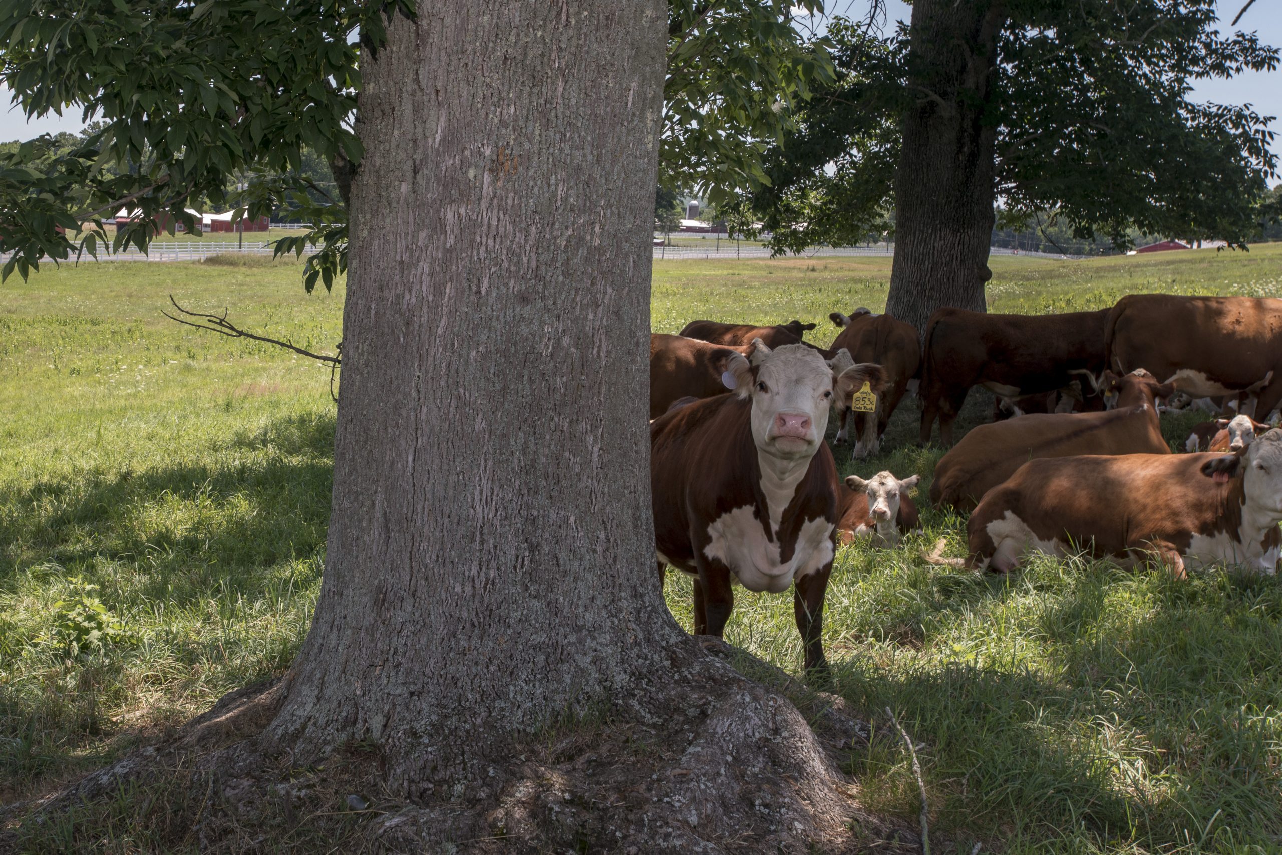 Livestock Summer Field Workshops | UConn Extension