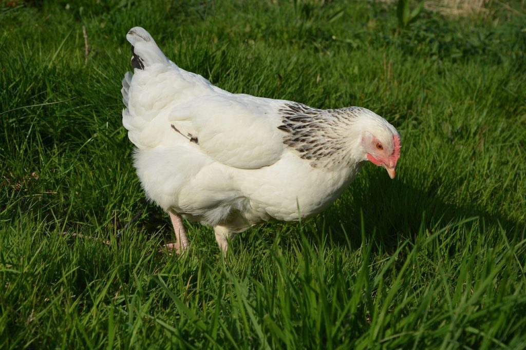 Backyard Poultry: A Quick Look at Raising Healthy Birds | UConn Extension