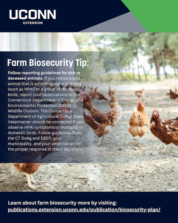 Farm Biosecurity Tip: Follow Reporting Guidelines | UConn Extension ...